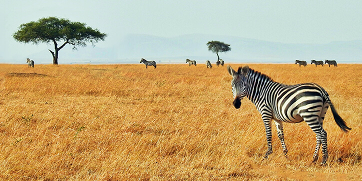 Africa eSIM and SIM card - Zero1 2GO Travel Data
